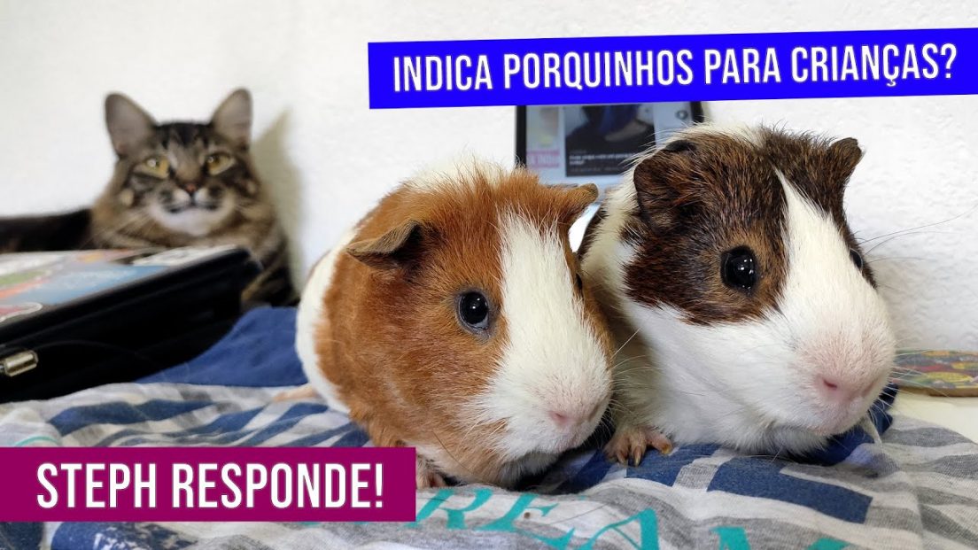 Preá do Reino ou Porquinhos da Índia: Qual a diferença?