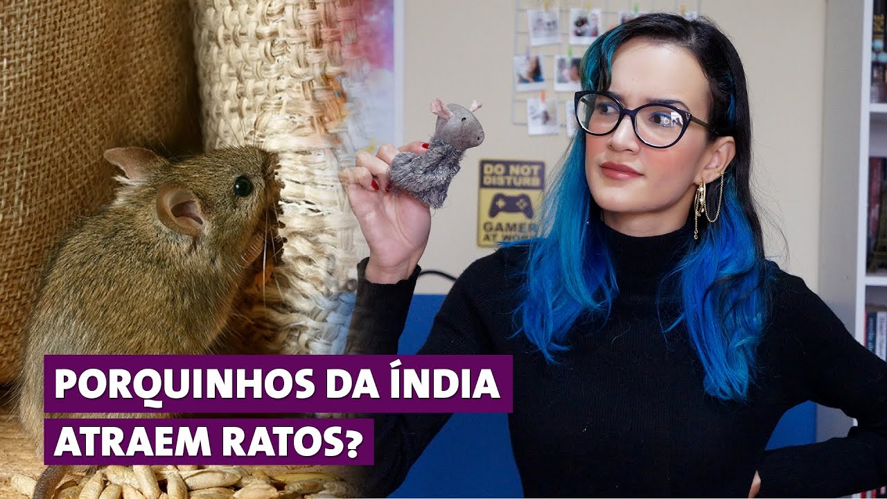 Quais as raças de porquinhos da índia? Conheça as 20 raças! | Pdi QM