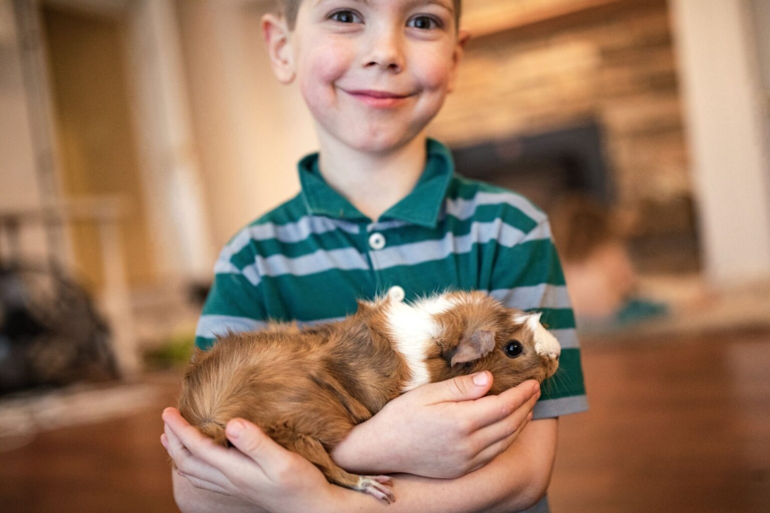 7 motivos para ter um porquinho da índia como animal de estimação | Pdi QM